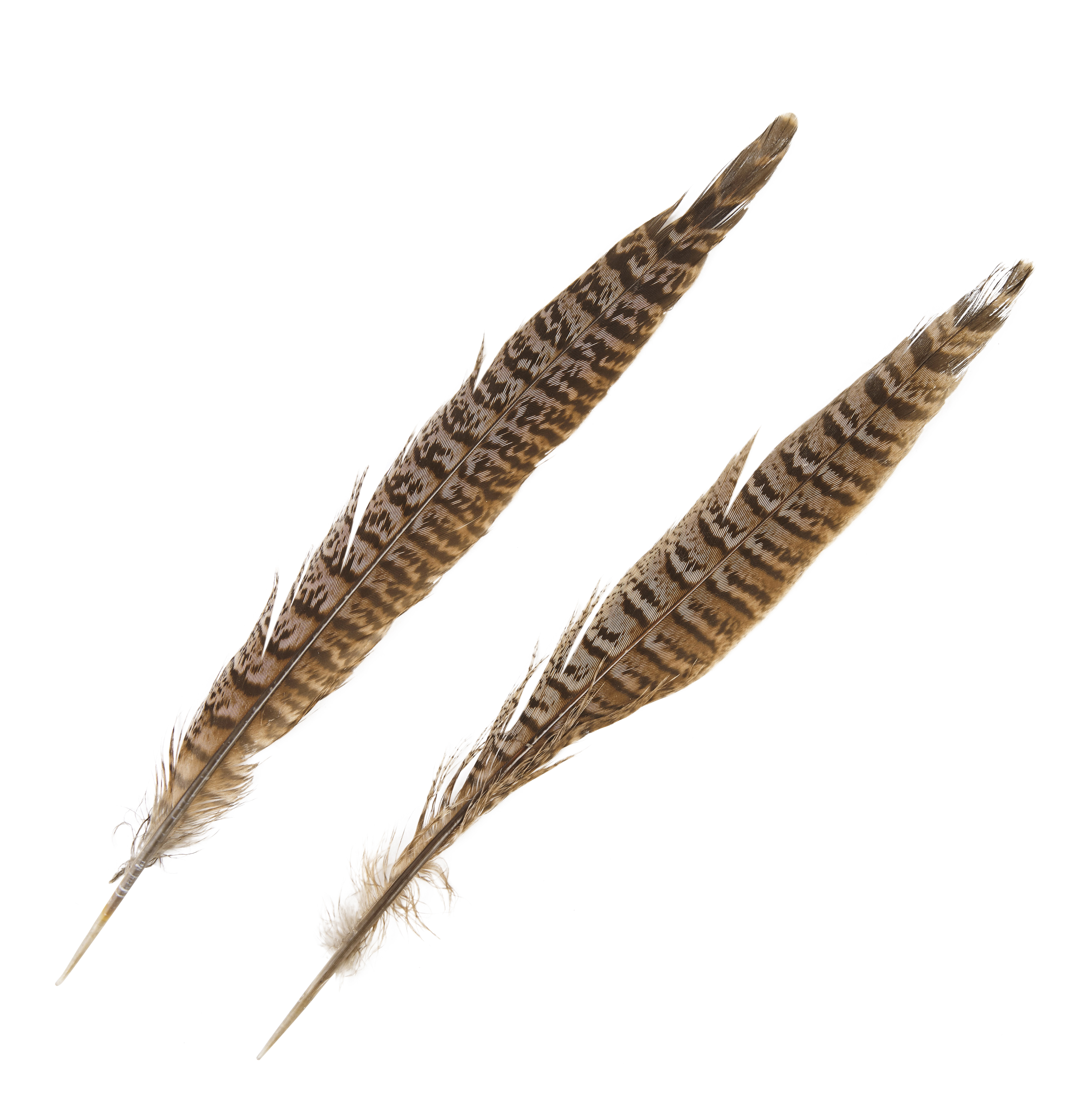 Fjer Fasan 28 cm. 20 stk. Brun